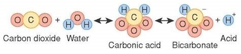 In Love with CO2 and Bicarbonates - LewRockwell