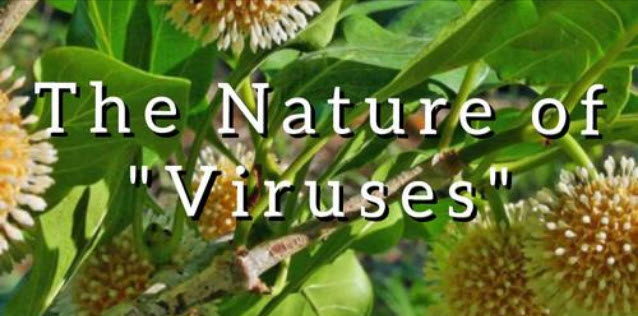 Inventing the Nature of "Viruses" - LRC Blog