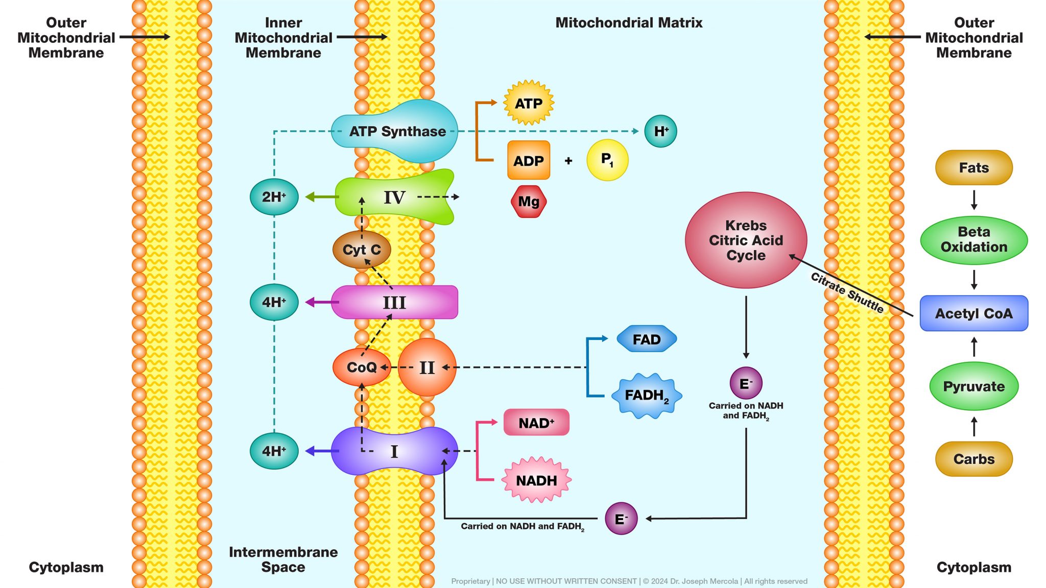 Transforming Health — How to Navigate Reductive Stress and the ...
